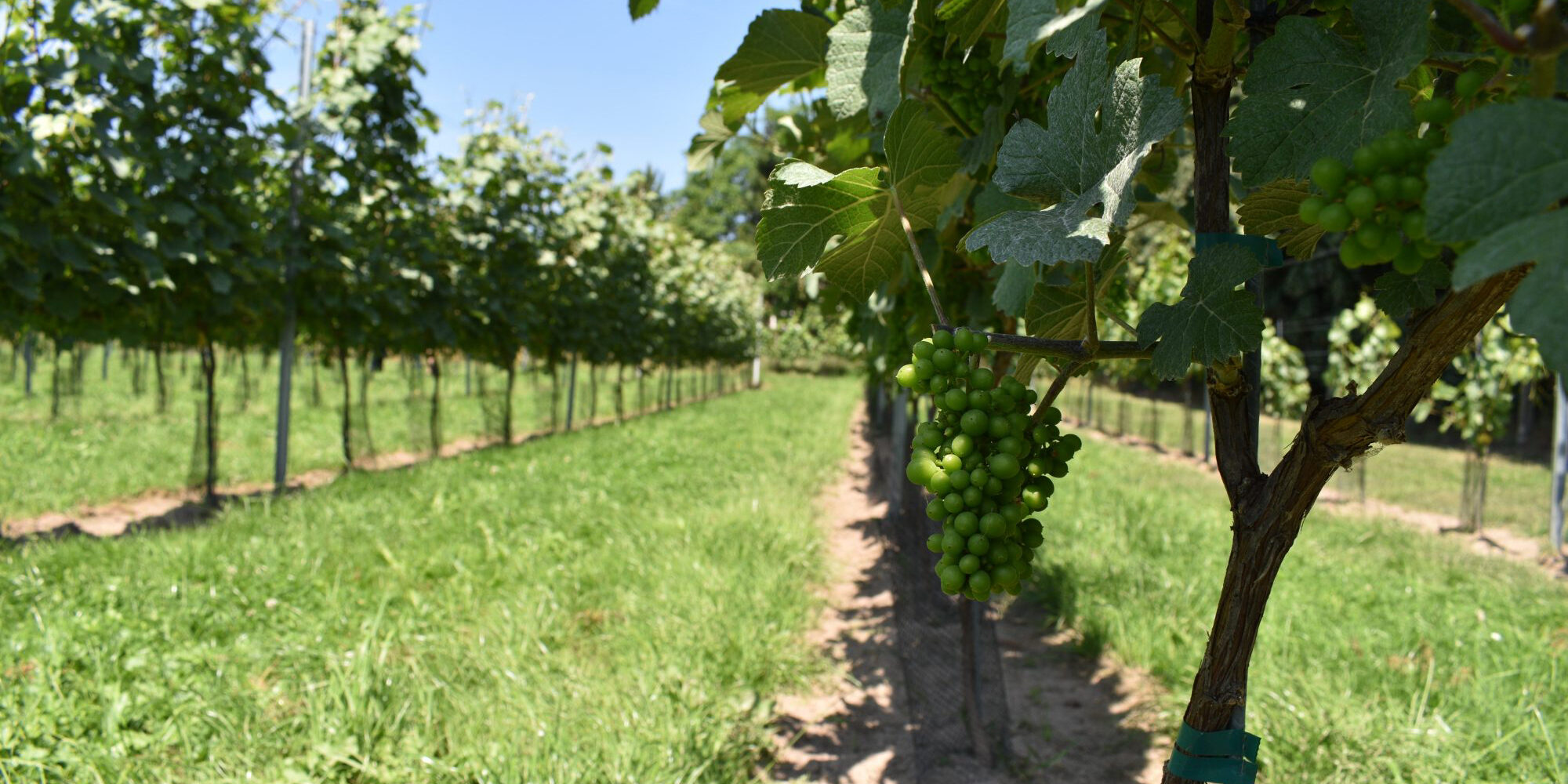 Zoom sur Vignoble Gellick! - EMR Wine